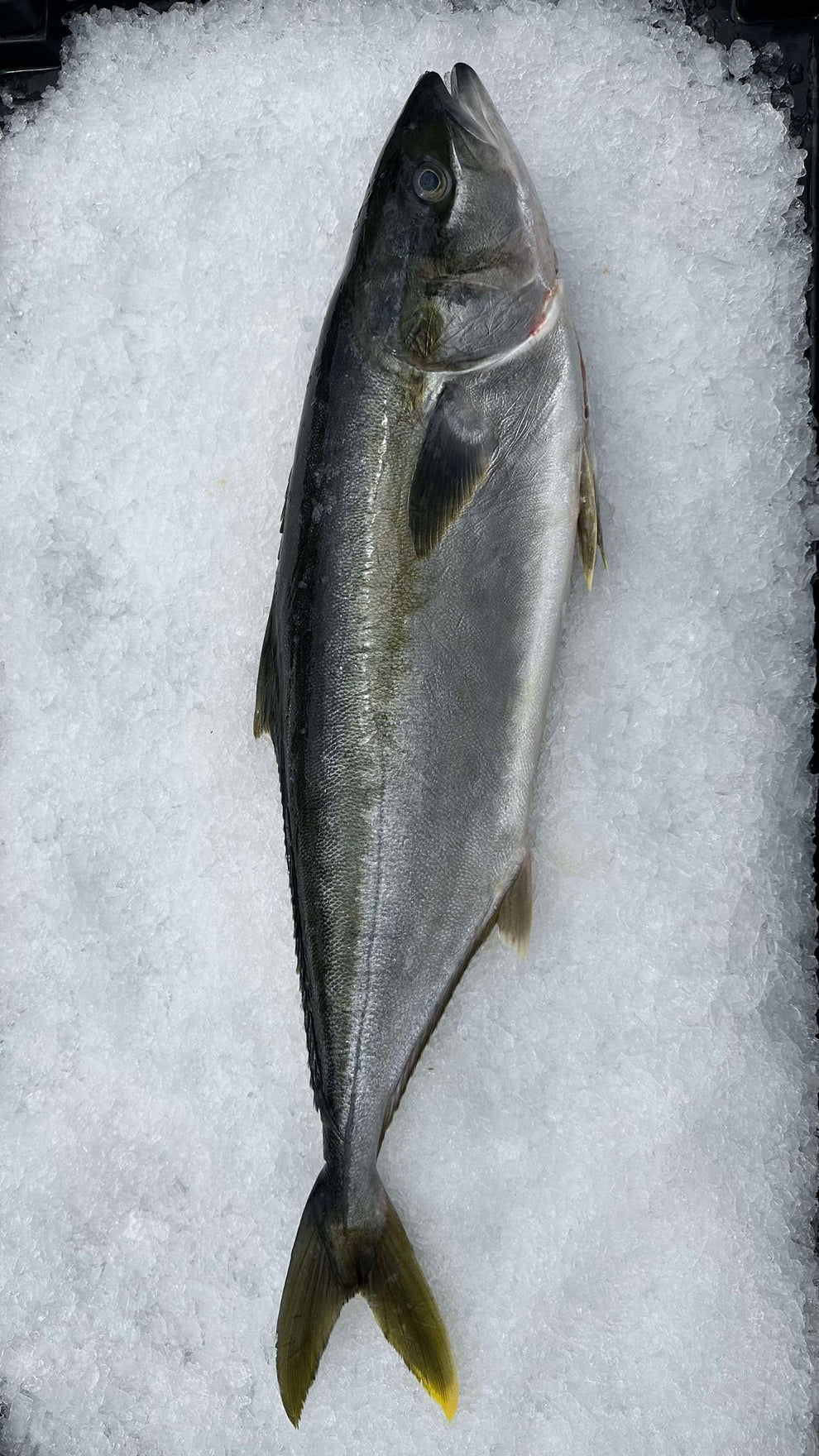 WHOLE KINGFISH – Kirkbright Seafood
