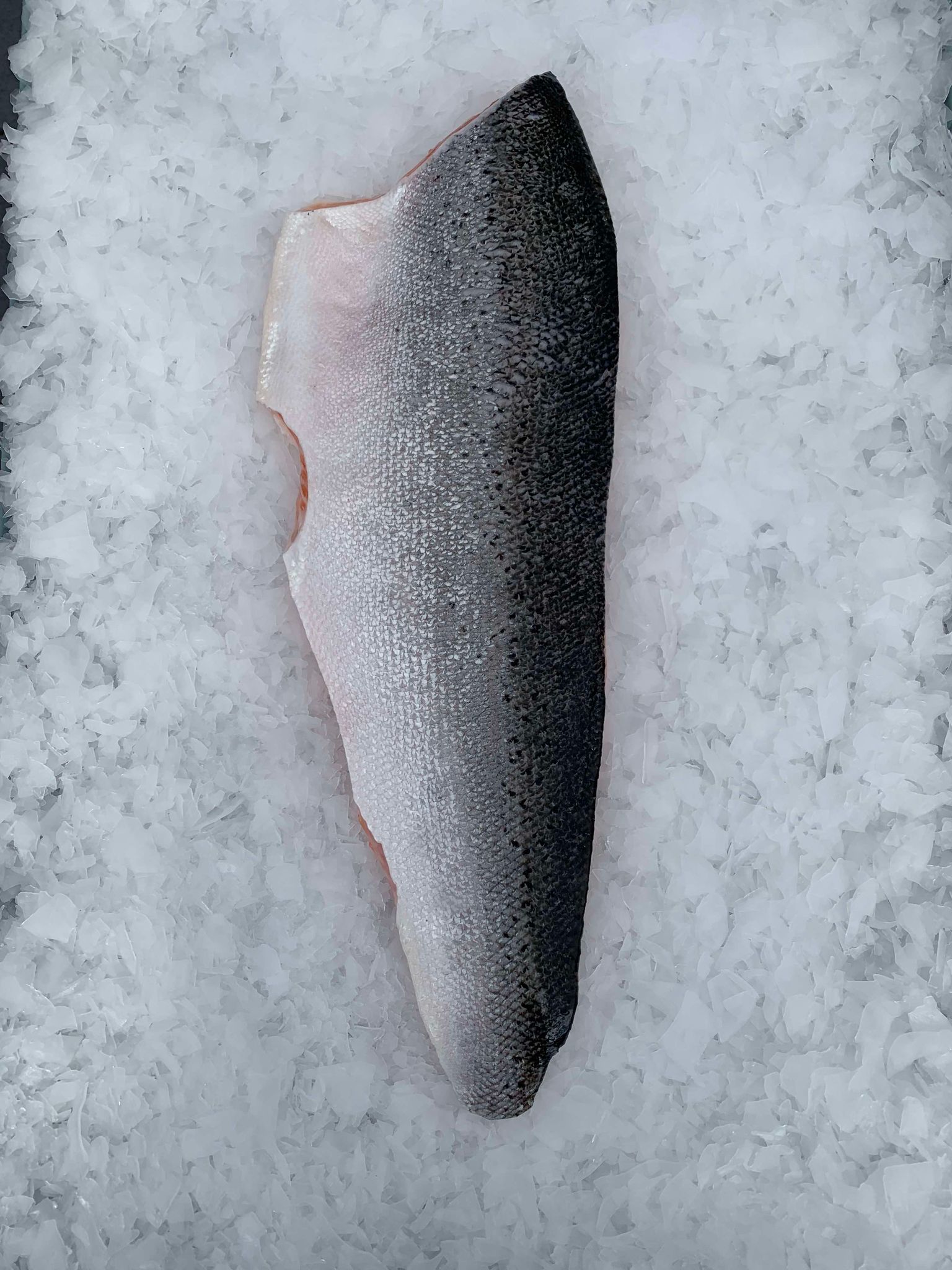 FRESH SIDES OF FISH – Kirkbright Seafood